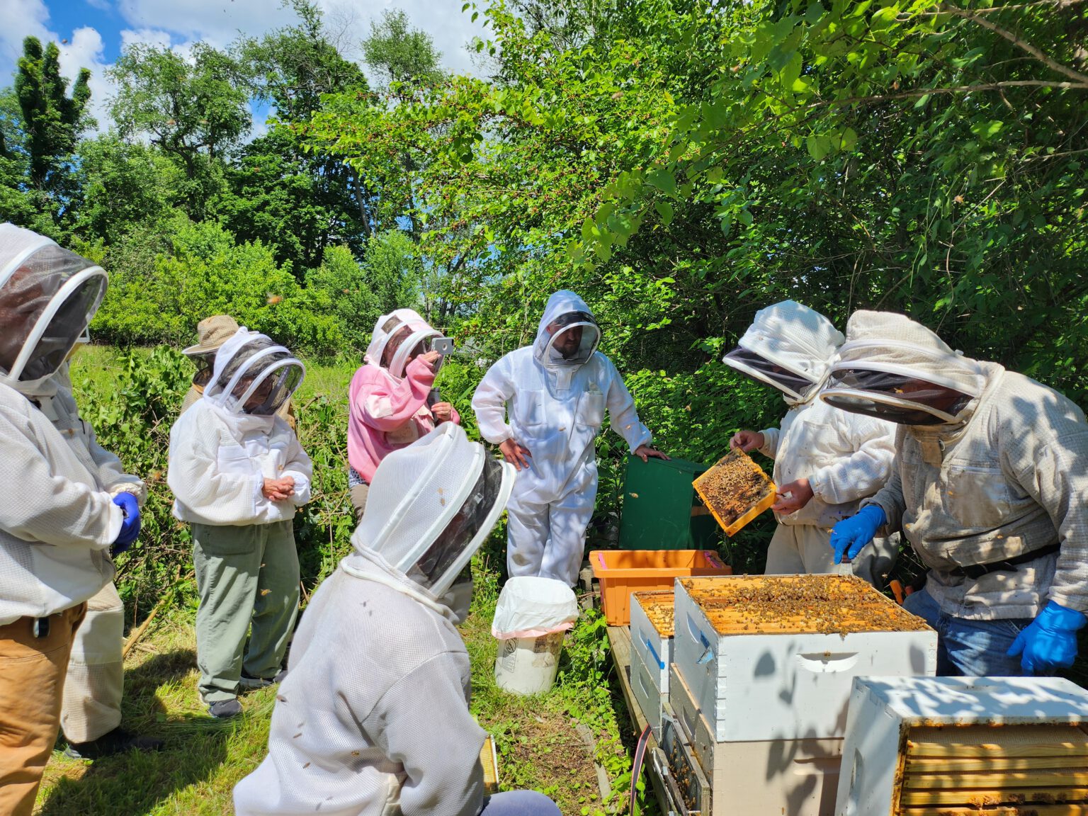 The Science Behind the Waggle Dance: How Bees Communicate - Oldham ...