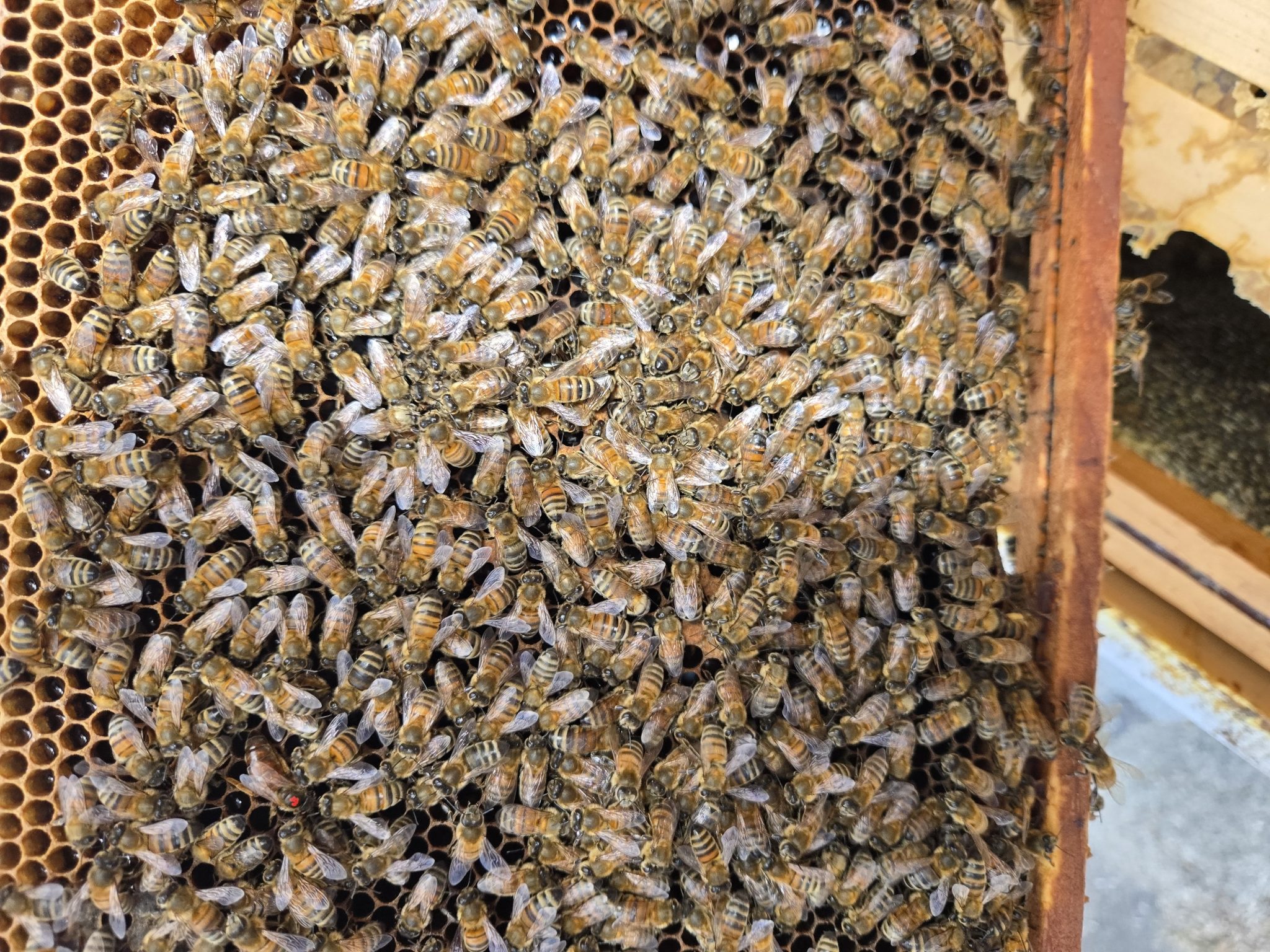 The Science Behind the Waggle Dance: How Bees Communicate - Oldham ...