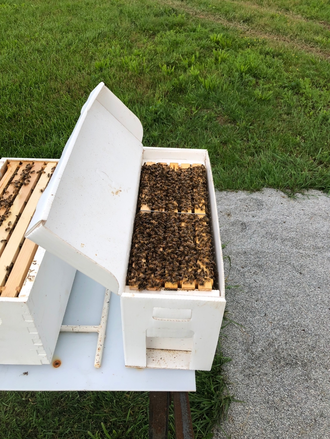 Why Buy Local Honey Bees - Oldham County Beekeepers Association