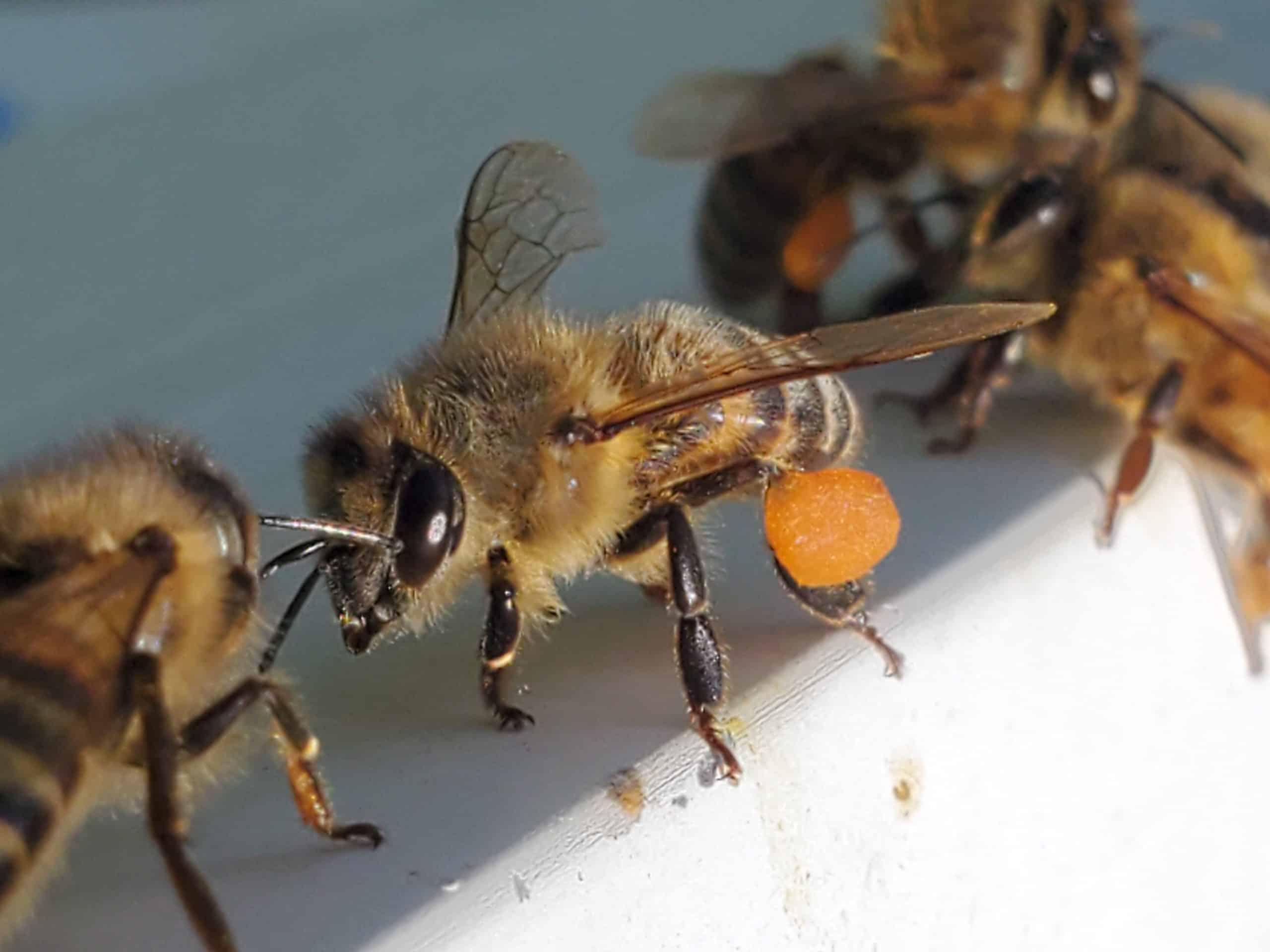 About Us - Oldham County Beekeepers Association